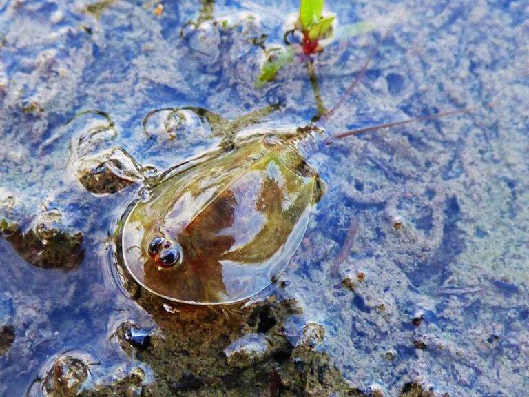 "Camarones dinosaurio de tres ojos" aparecen en Arizona | Código Ancestral